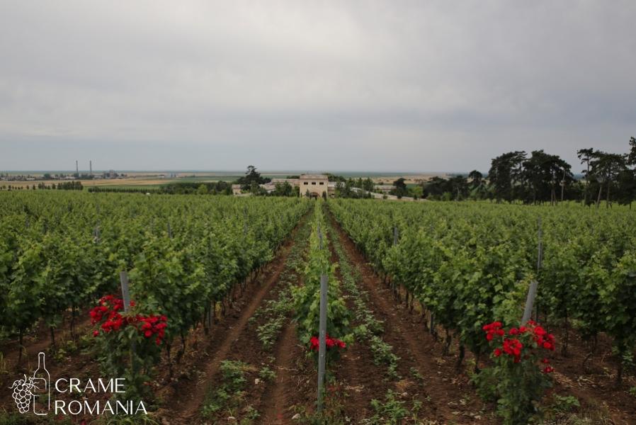 DOMENIUL COROANEI SEGARCEA , Galery. Domeniul Coroanei Segarcea