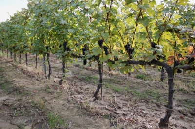 PANCIU WINE HOUSE, DOMENIILE PANCIU, Galery