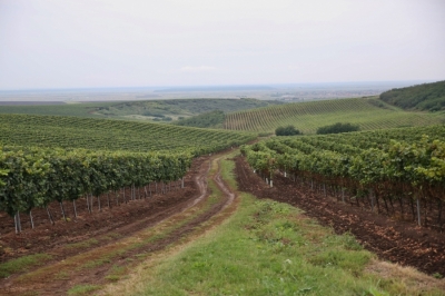 RECAS WINERIES, Galery. Recas Wineries