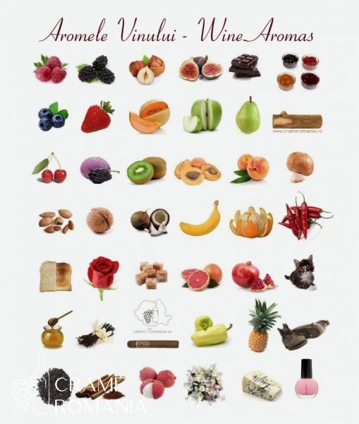WINE AROMAS, Galery. WINE AROMAS
