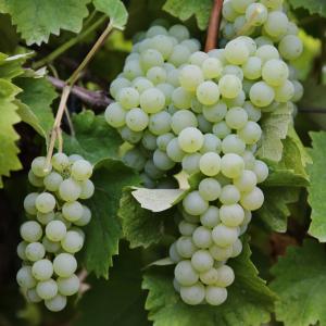 Crâmpoșie Selecționată, Soiuri de struguri. Soiuri de struguri românești