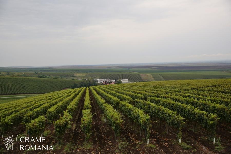 CRAMELE RECAS, Crame. Vinuri Cramele Recas