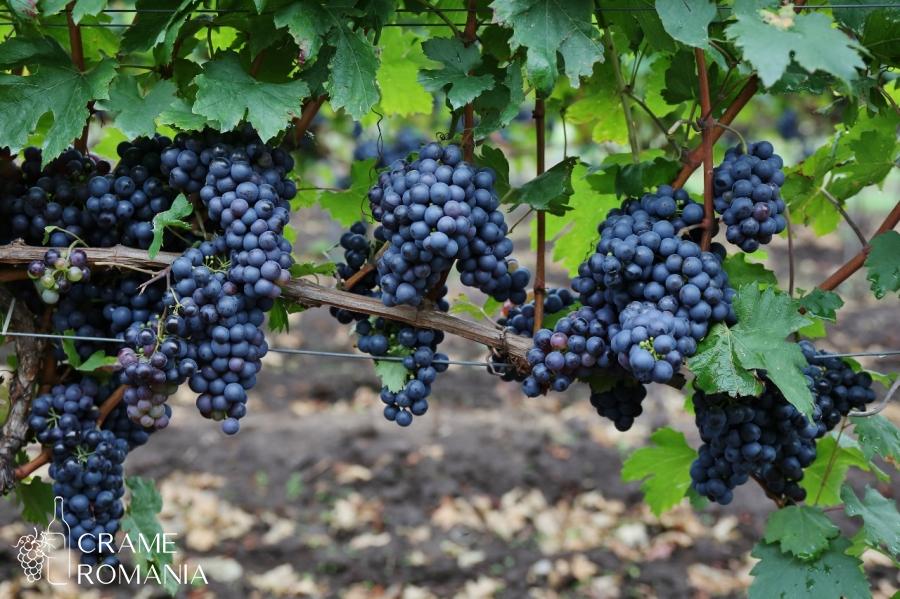 CRAMELE RECAS, Crame. Vinuri Cramele Recas