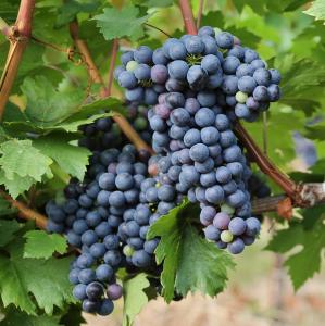 Novac, Soiuri de struguri. Novac, Soi Romanesc